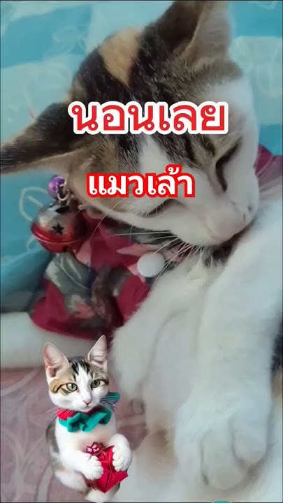 นอนเลยนะ #memeไทย #easyboy #พากย์นรก #memes - YouTube