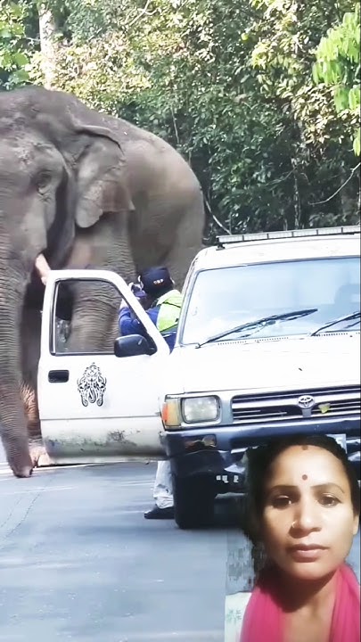 Haathi ne caar के सामने रुका। #elephant #animal #shorts #short #haathi - YouTube