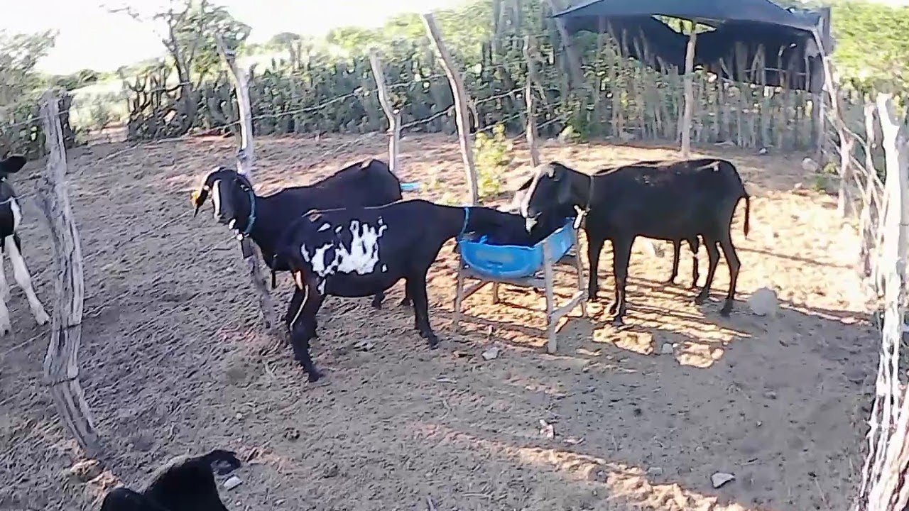mostrando ovelha da raça Santa Inês - YouTube