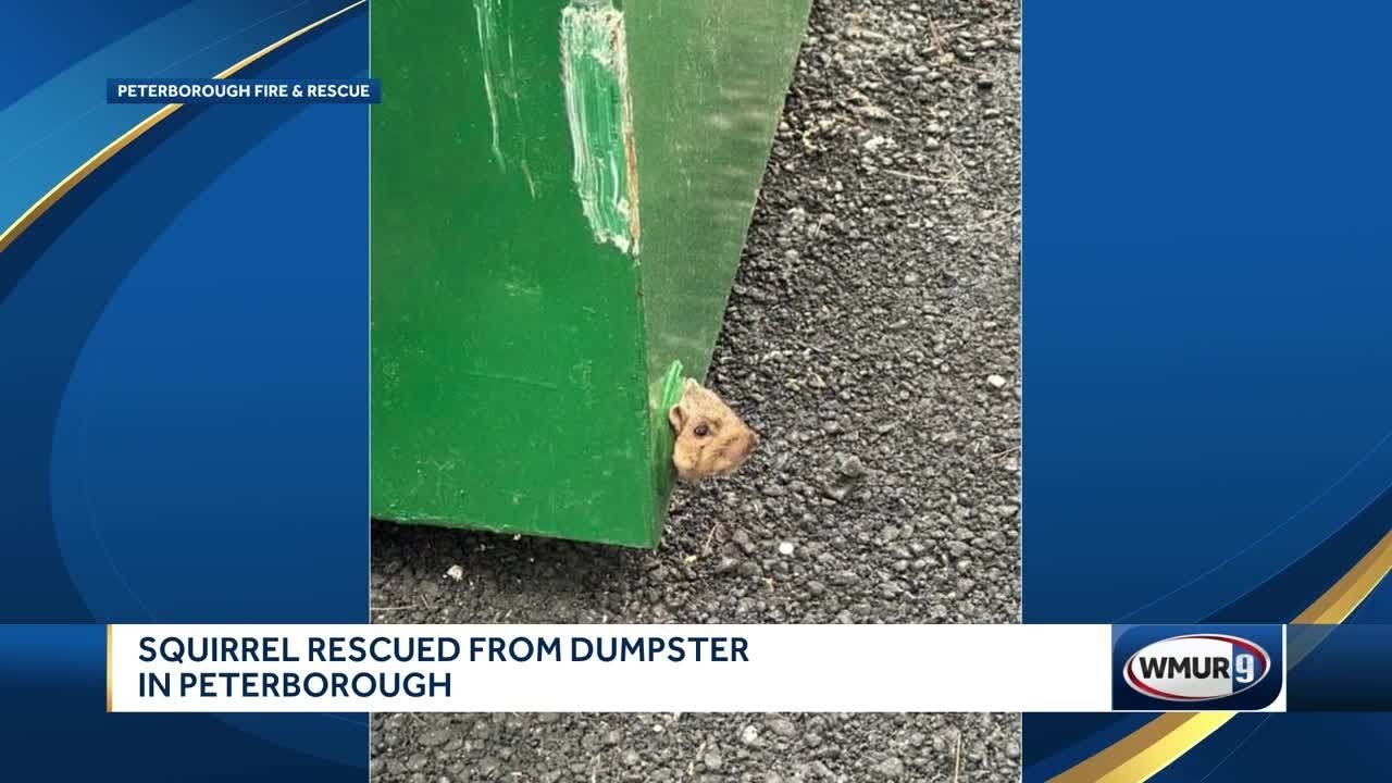 Squirrel rescued from dumpster in Peterborough - YouTube