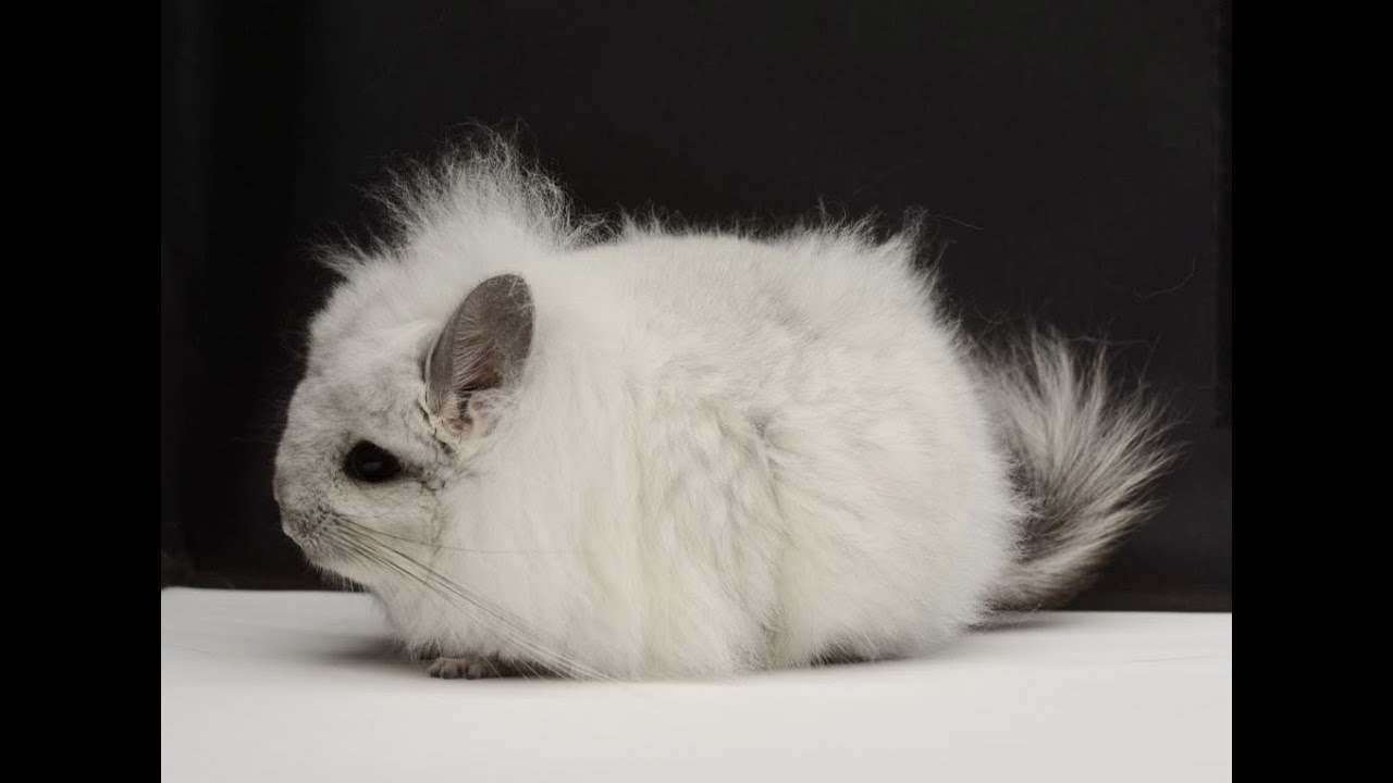 Tour of Royal Chinchillas (2021) HD 720p - YouTube