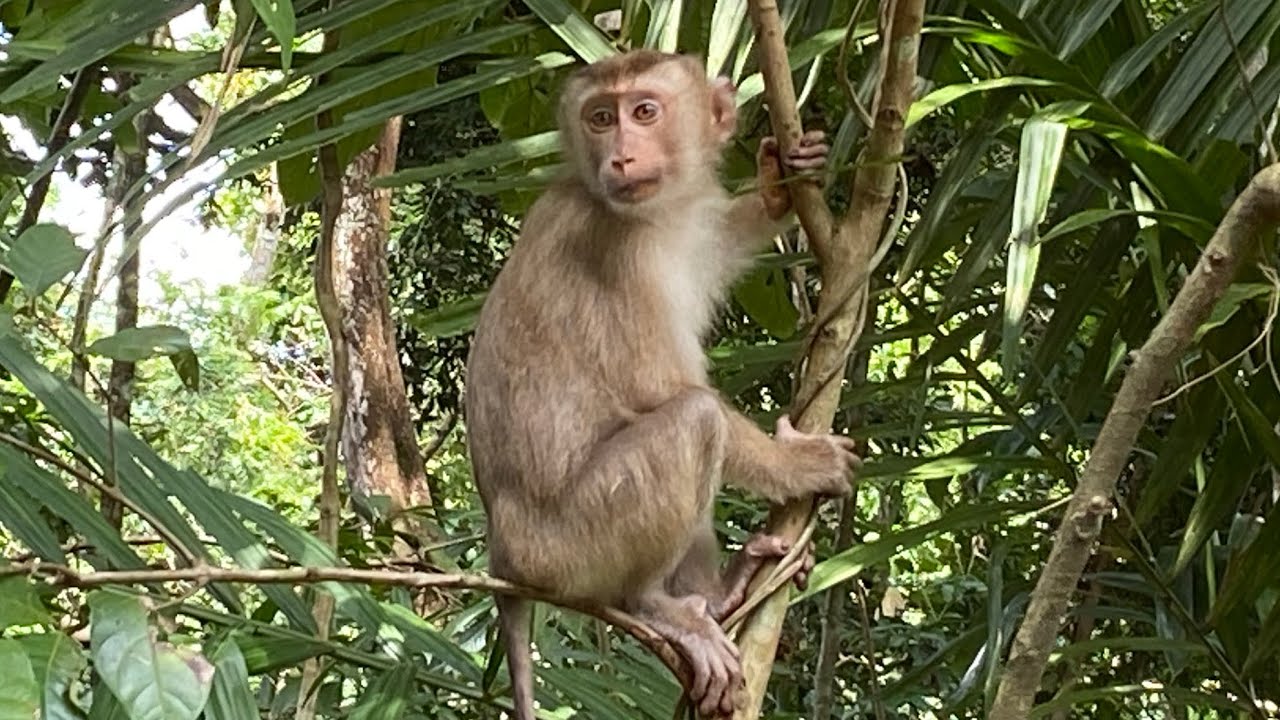 Wild Monkeys 🐒 Everywhere! | Good Vibes Thailand ! #monkeys #monkey # ...
