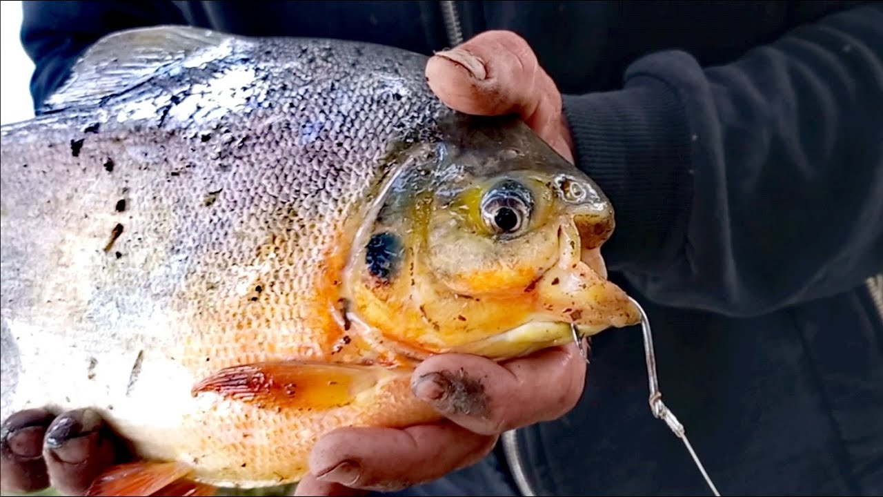 Cachama del río cauca - YouTube