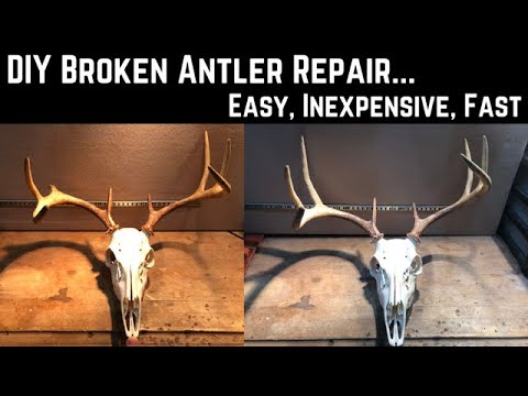 DIY Broken Antler Repair! Trophy with a broken tine? No problem! DIY ...