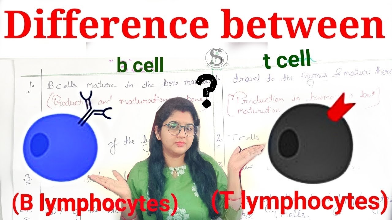 What is the difference between B cells and T cells , B lymphocytes vs T ...