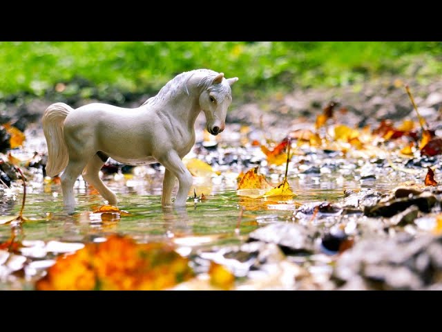 Amazing Horse Photography Modeling Photographer Captures The Unique