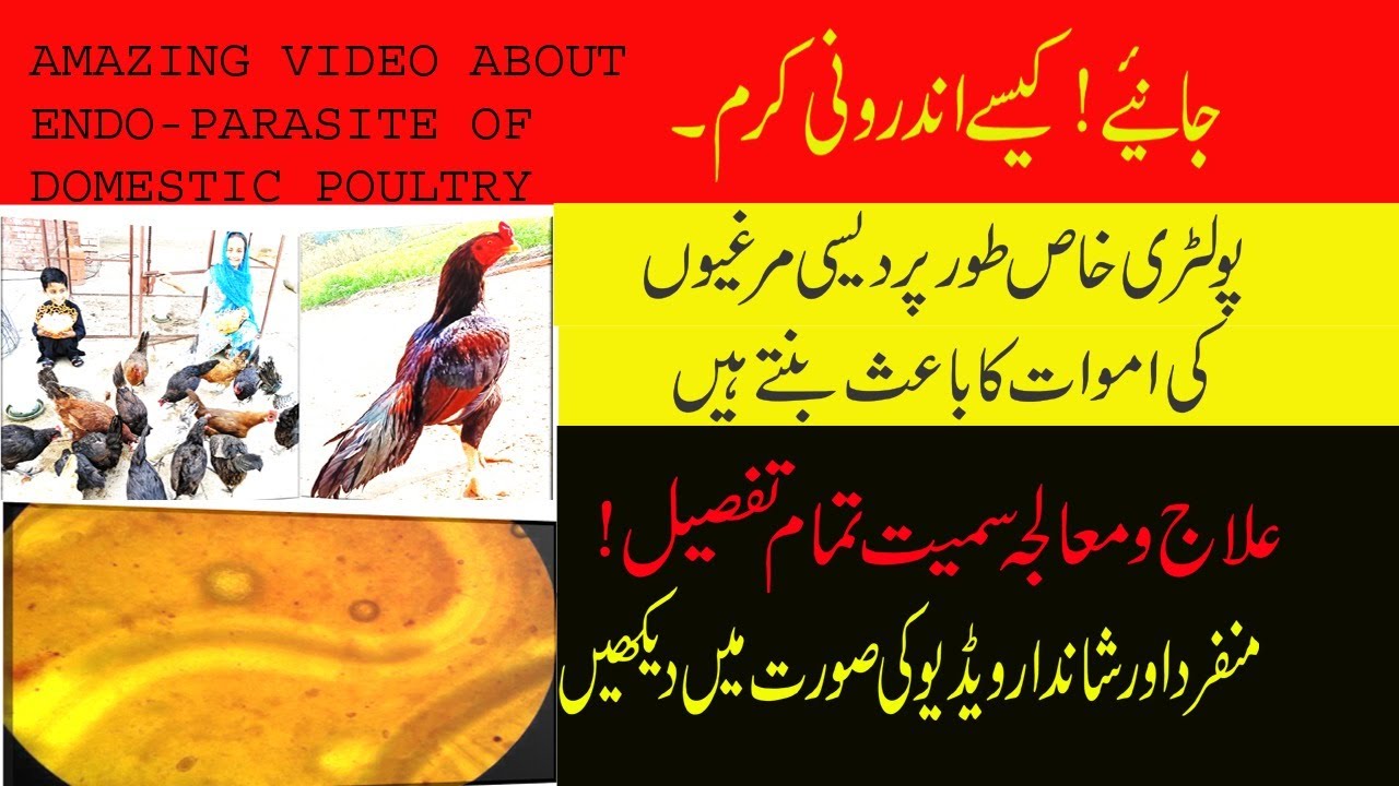 Learn about roundworm/tapeworm infection in chicken, deworming ...