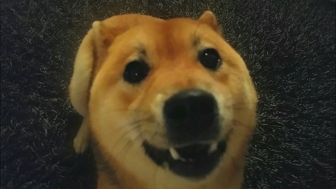 VICIOUS DOGGO (Shiba inu) - YouTube