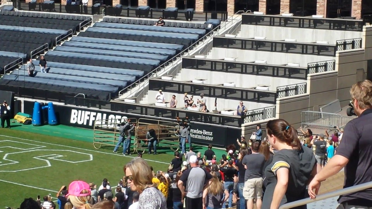 2017 CU spring game - Ralphie! - YouTube