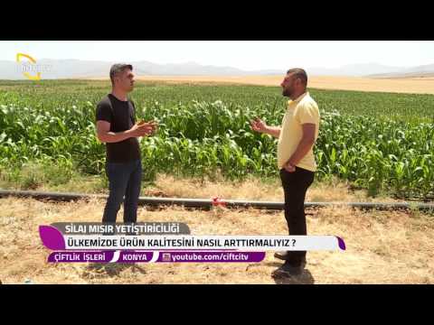 Çiftlik İşleri  -Silajlık Mısır Yetiştiriciliği