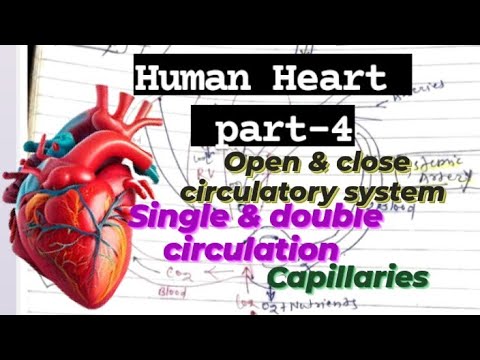 part-4 human heart, open & close circulatory system, single & double ...