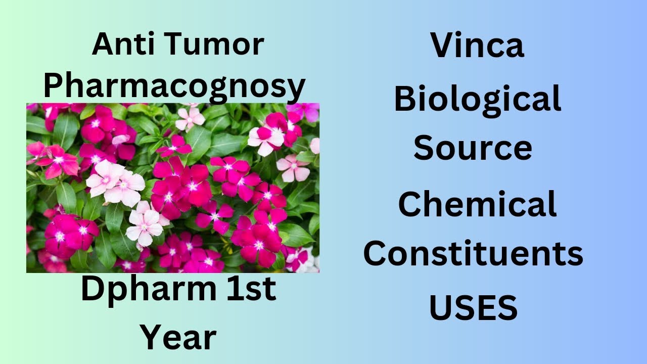 Vinca| Anti Cancer Drug| Pharmacognosy| Dpharm| Crude Drug| Hindi and ...