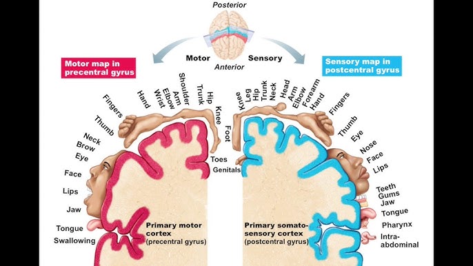 Primary Somatosensory Cortex Homunculus