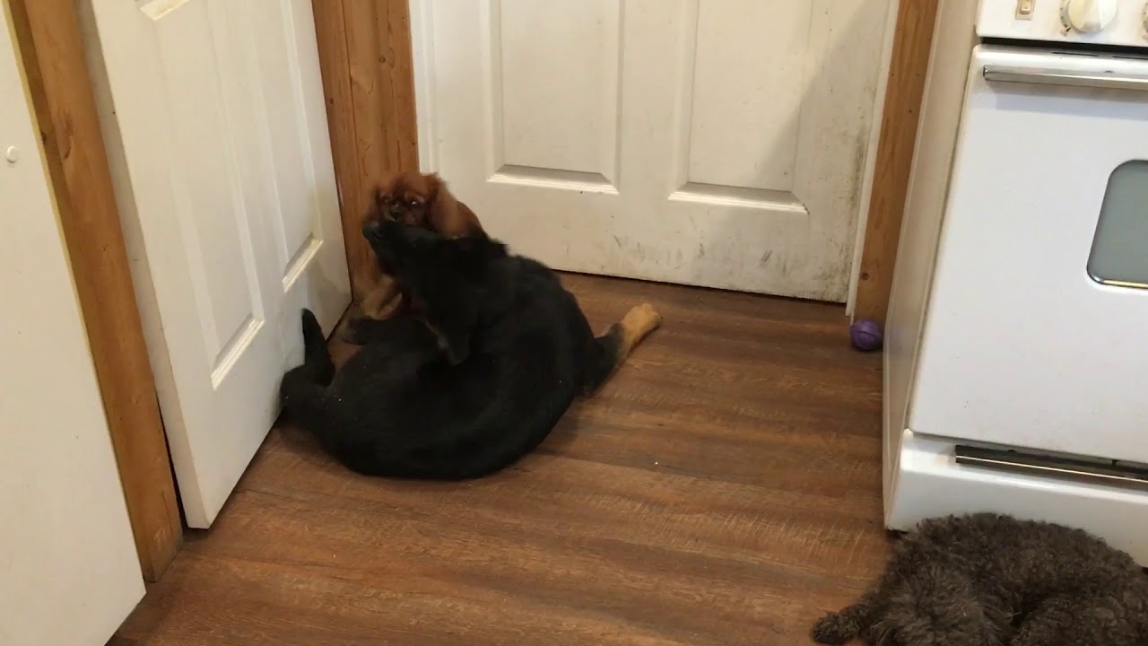 The real booger - YouTube