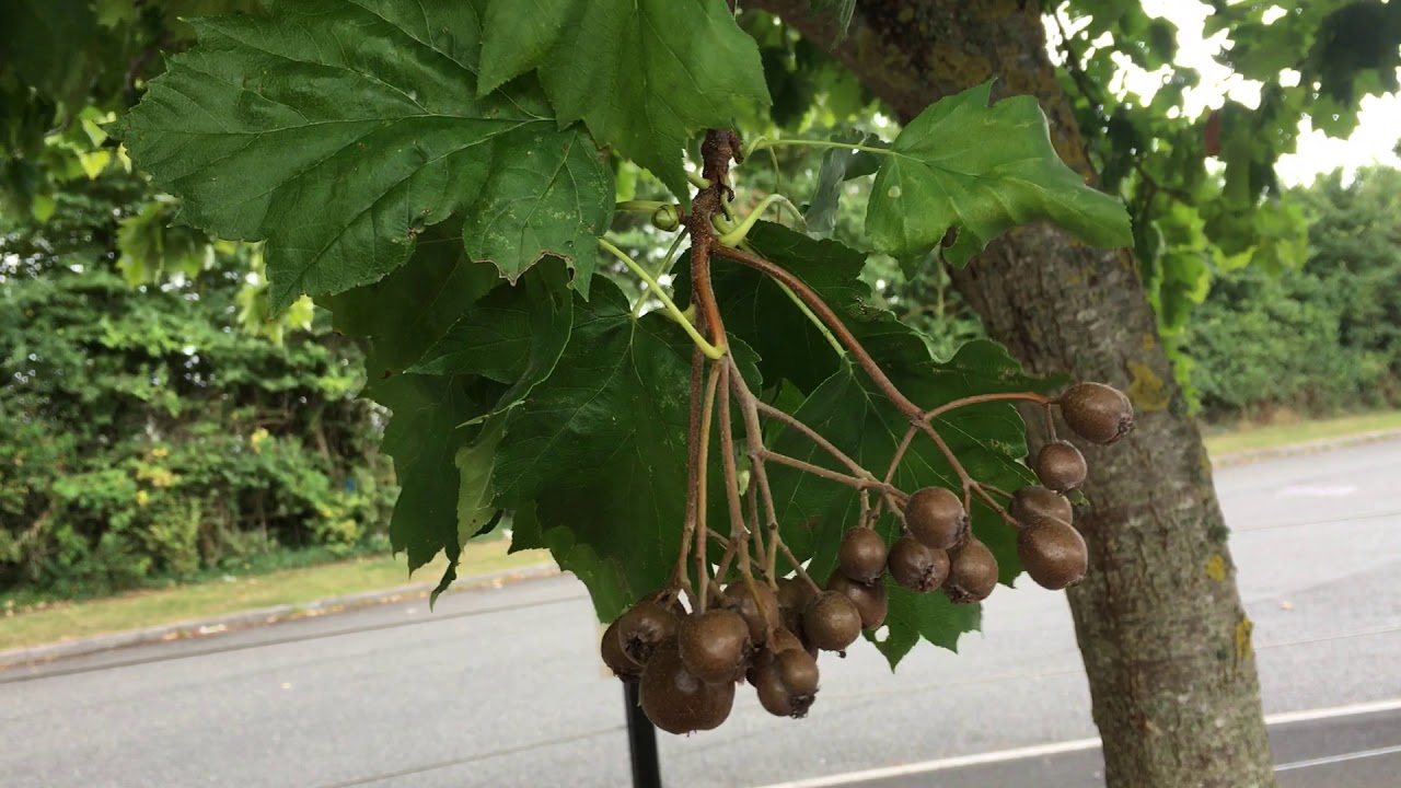 Wild service tree - trunk, leaves & fruit - September 2018 - YouTube