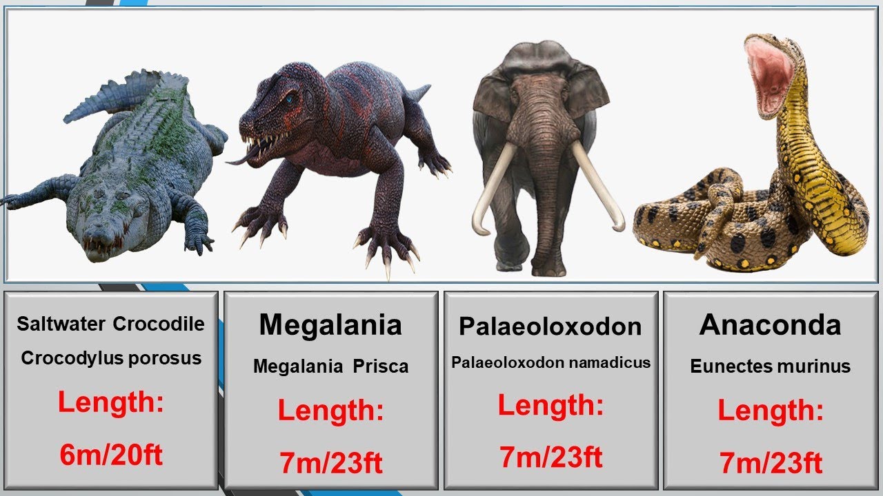 Prehistoric Beasts Size Comparison By World Web - YouTube