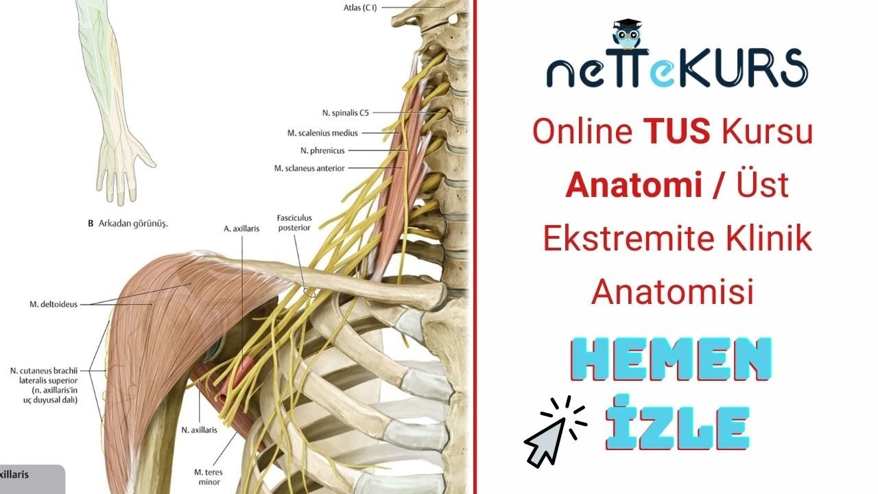 Online TUS Kursu - Online TUS Dersleri - Anatomi / Üst Ekstremite ...