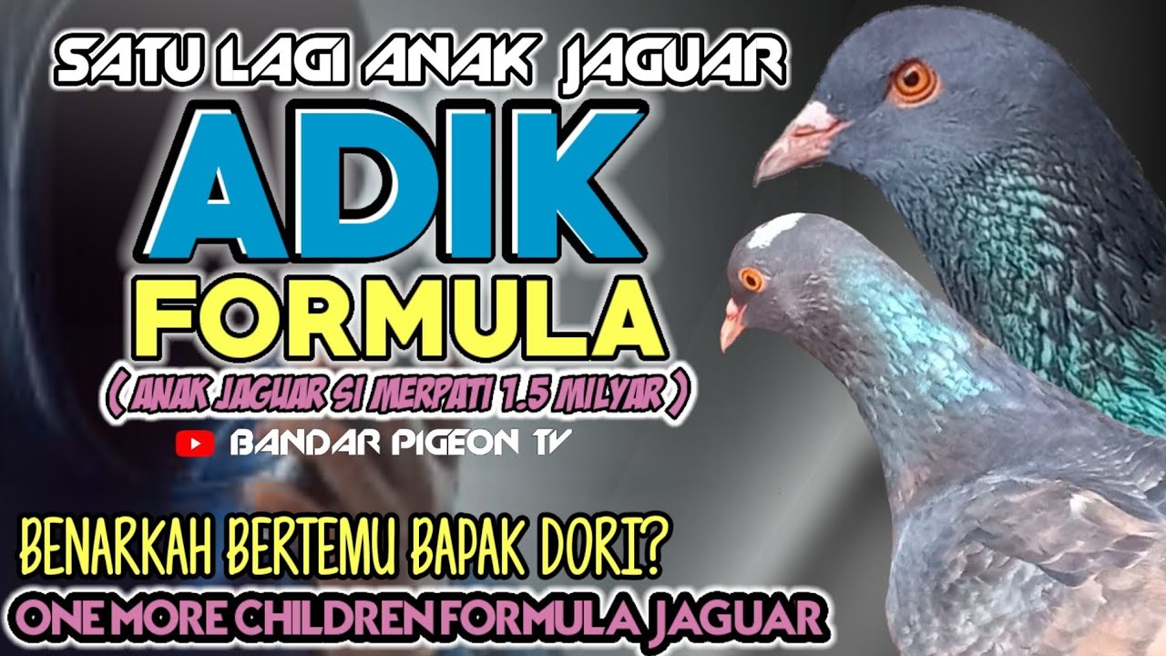 ADIK FORMULA ANAK JAGUAR//MERPATI KOLONG//MERPATI LOVERS//LEXSOM ...