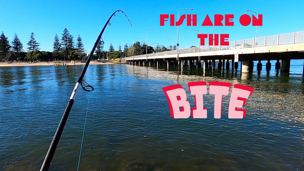 Early Morning Fish at Tallebudgera - YouTube