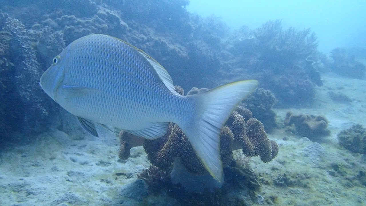 Big Fish Following Me - YouTube