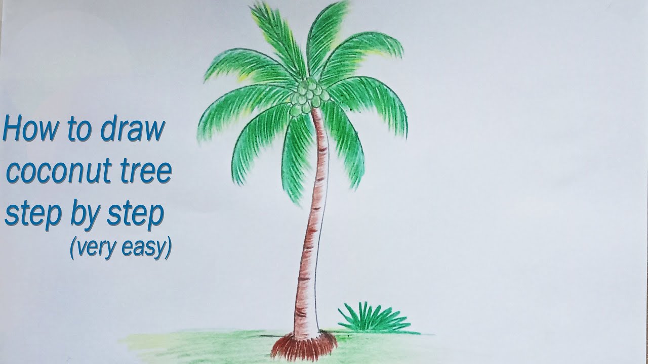 How to draw coconut tree step by step very easy - YouTube