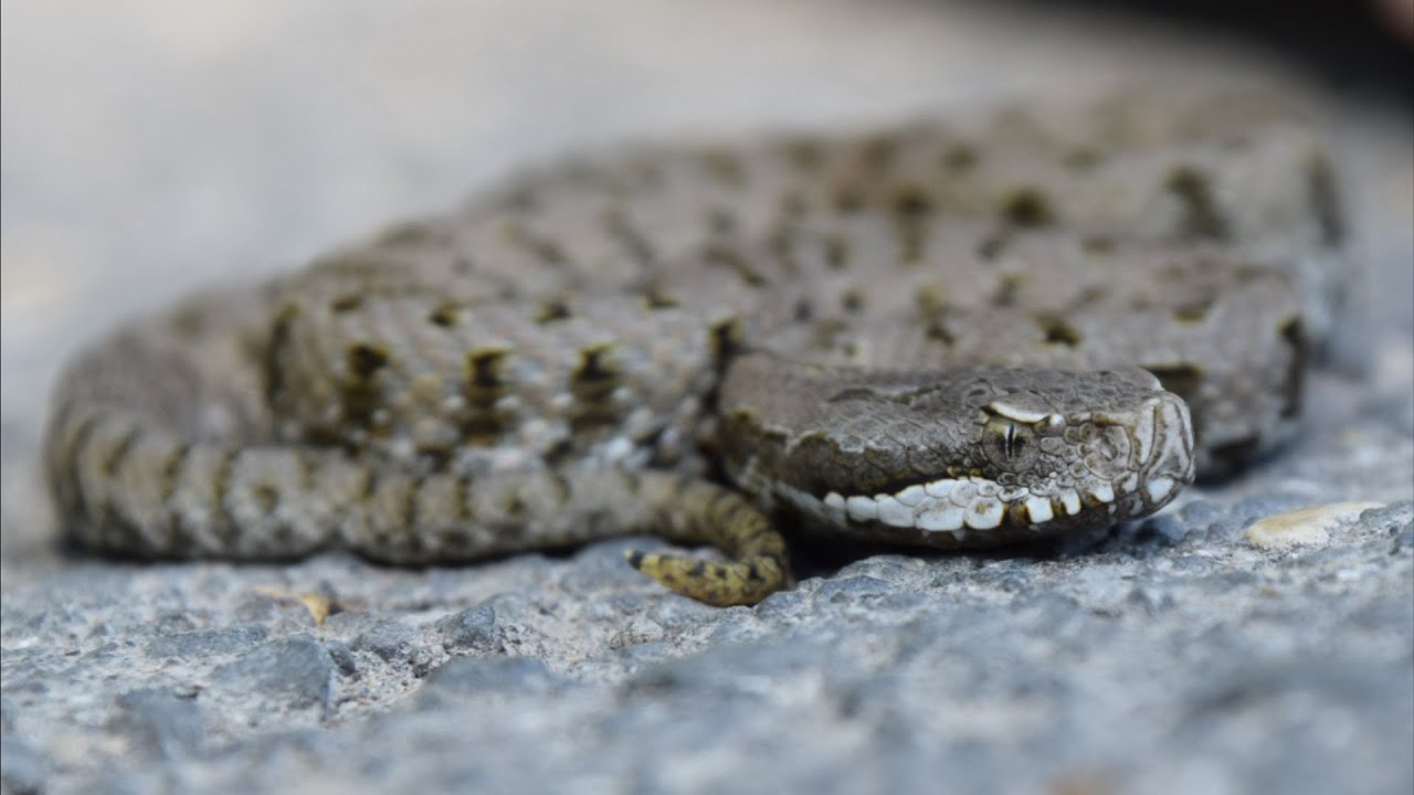 Vipera aspis francisciredi (Vipera comune) - YouTube