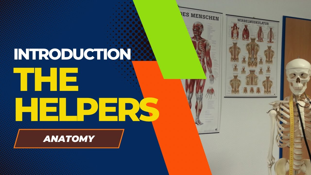 introduction Anatomy ANA1102 - YouTube introduction Anatomy ANA1102 - YouTube