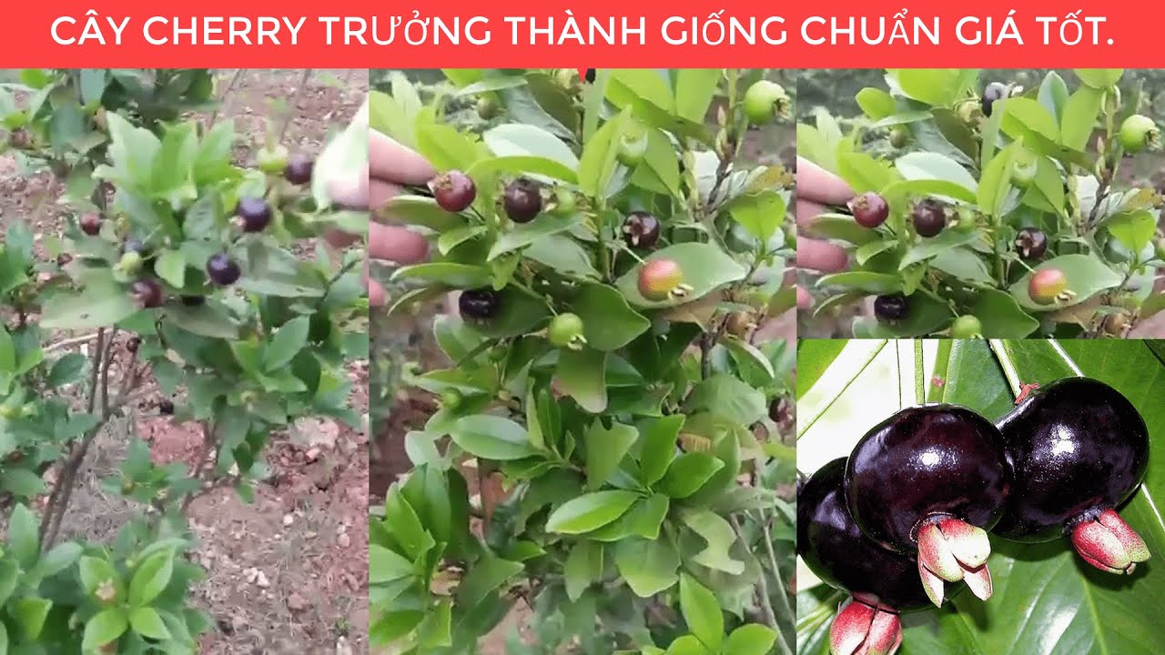 Cây Cherry Brazil Trưởng Thành | Giá Chỉ Từ 250K | Lh 0968750386. - YouTube