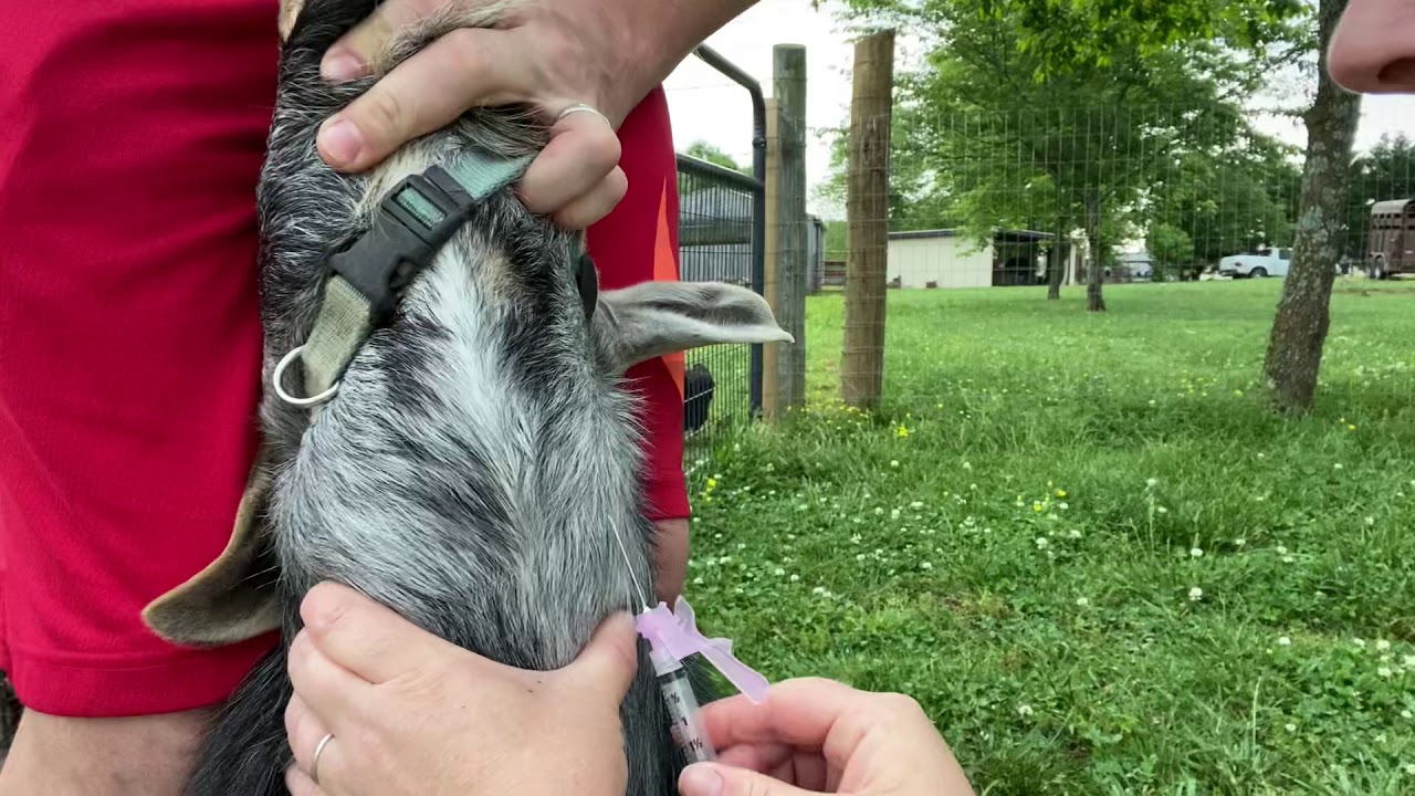 External Jugular Blood Draw On Goat To Test For Caprine Arthritis ...