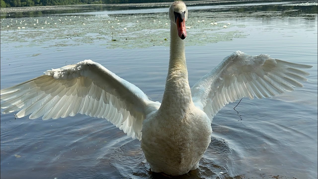 Royal Swan & Polish Swan With Their Cygnet Feeding! July 12, 2023 - YouTube