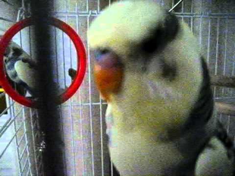 my budgie cheeky - YouTube