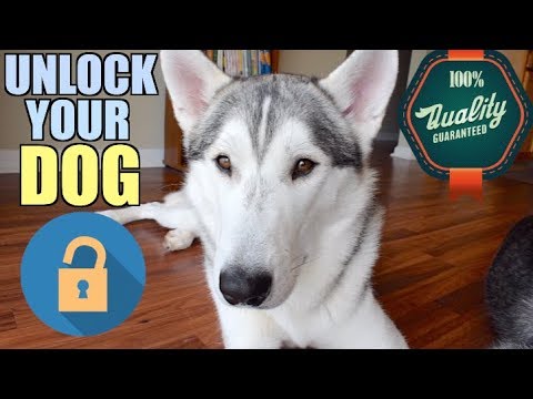 The BEST Life Hacks For Your Husky! (Or Any Dog) - YouTube