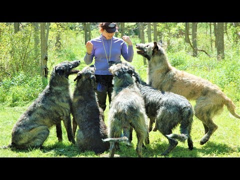 Dünyanın En Büyük KÖPEK ırklarından ( Biggest dogs, Strongest, Power Dogs ) irlanda kurdu köpek ırkı