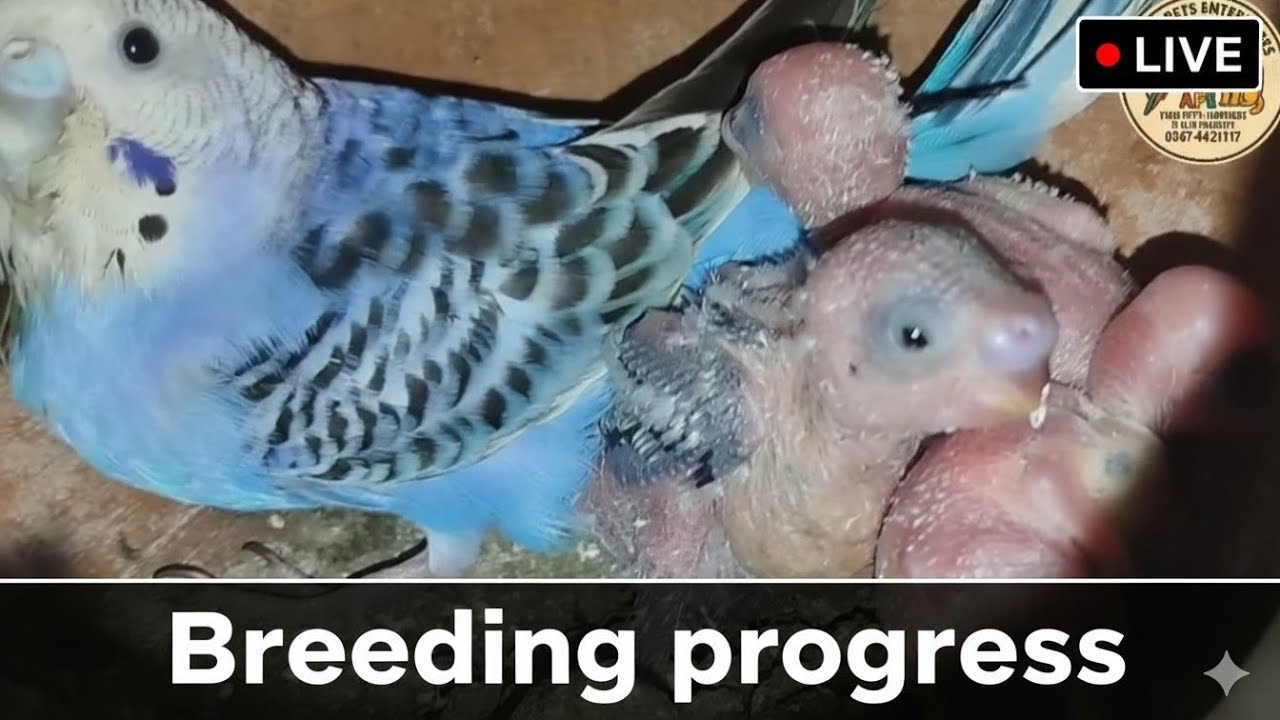 LIVE Breeding Progress of Parrots, Love Birds & More! 🥚🐣 (Australian Parrots, Cockatiels, Java ...