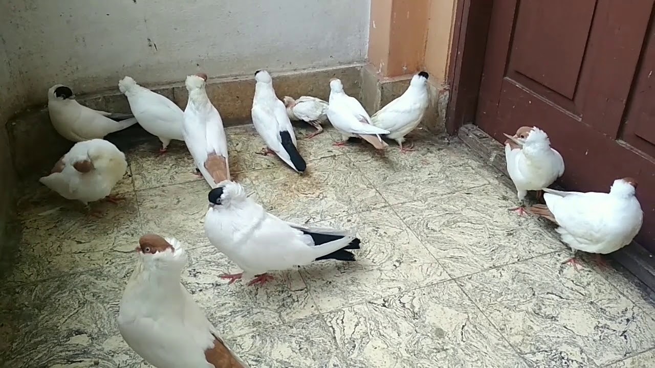 AMERICAN HELMET PIGEONS COLLECTION | HELMET KABOOTAR | HELMET FANCY ...