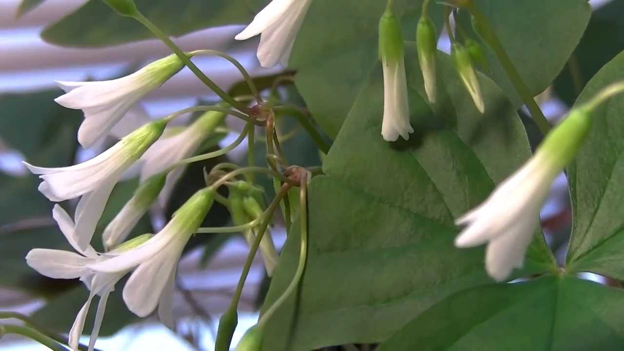 Shamrock Plant (Oxalis Triangularis) and Flowers Open in Time-lapse ...