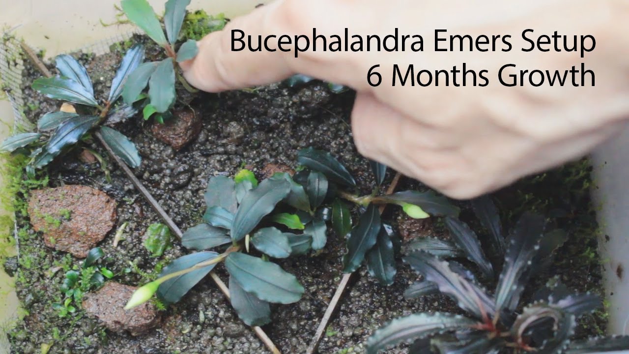 Bucephalandra Emersed Setup & 6 Months Growth - YouTube