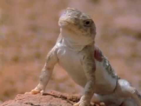 Time Zones 3 | Dinosaurs - YouTube