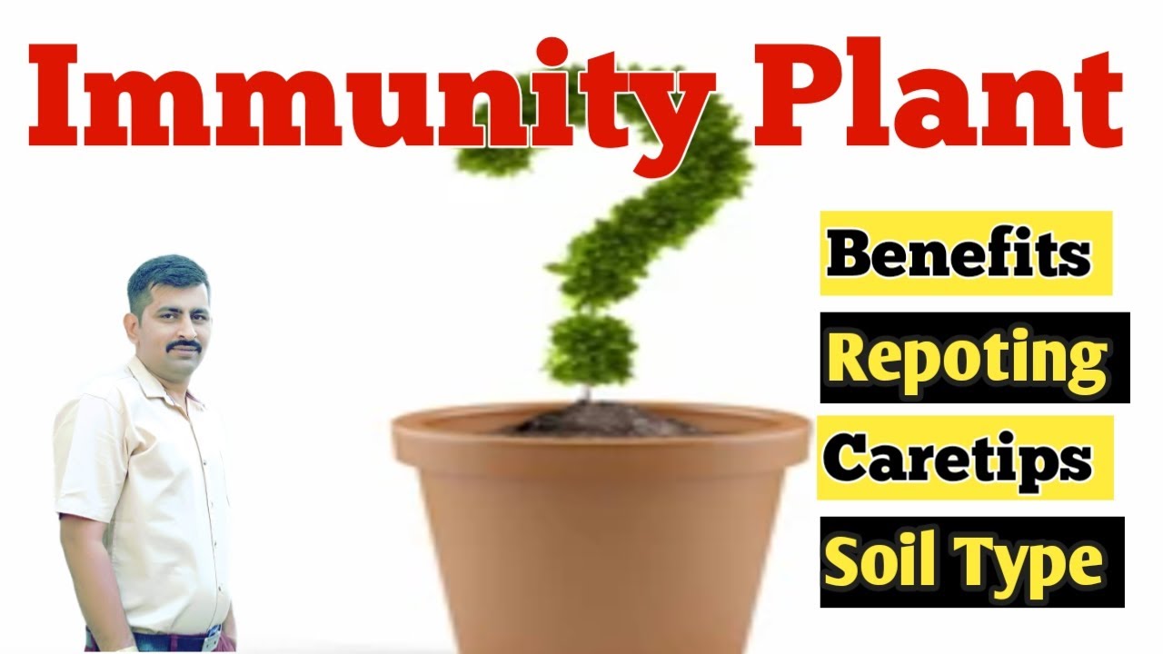 Immunity plant। immunity plant repotting & caretips and benifit। # ...