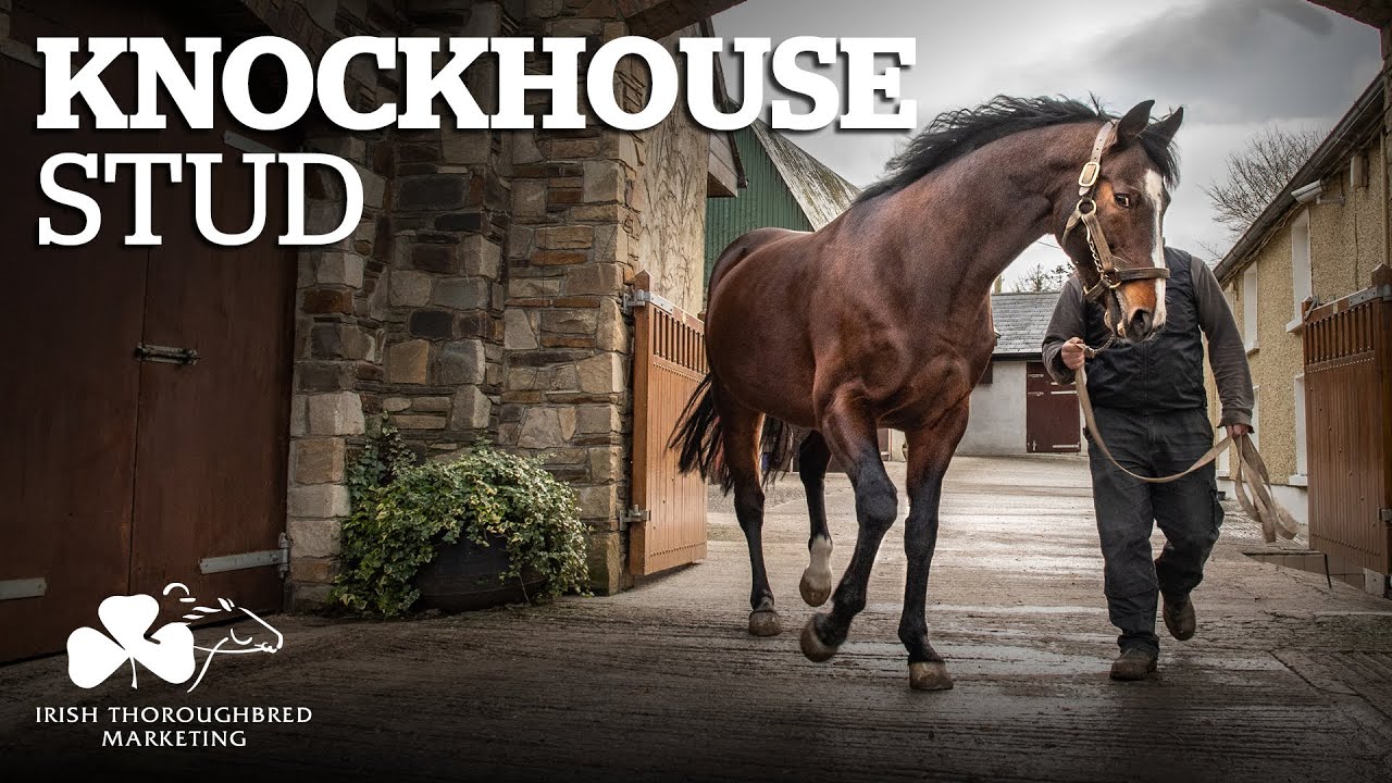 ITM Irish Stallion Showcase 2021 - Knockhouse Stud - YouTube
