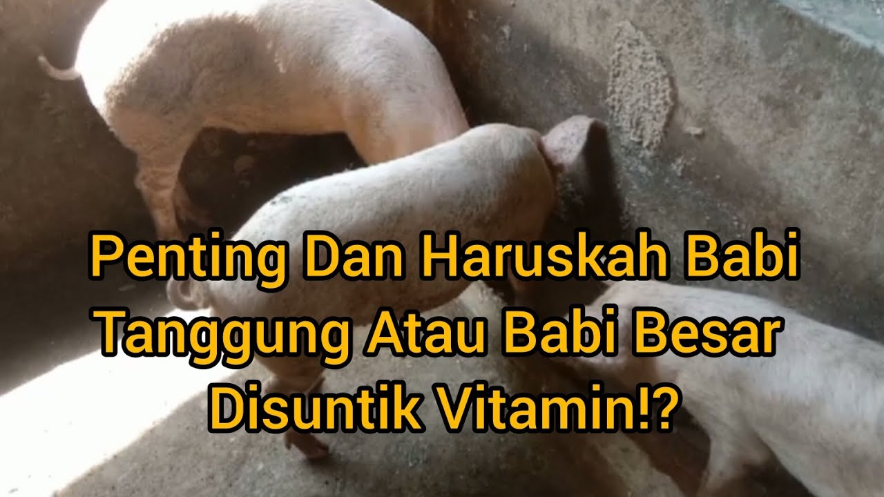 Penting Dan Haruskah Babi Tanggung Atau Babi Besar Disuntik Vitamin ...