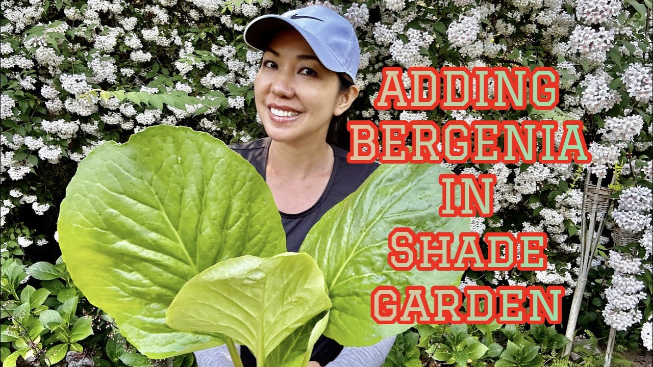 Get Your Hands Dirty With Border Bergenia - The Perfect Plant For A ...