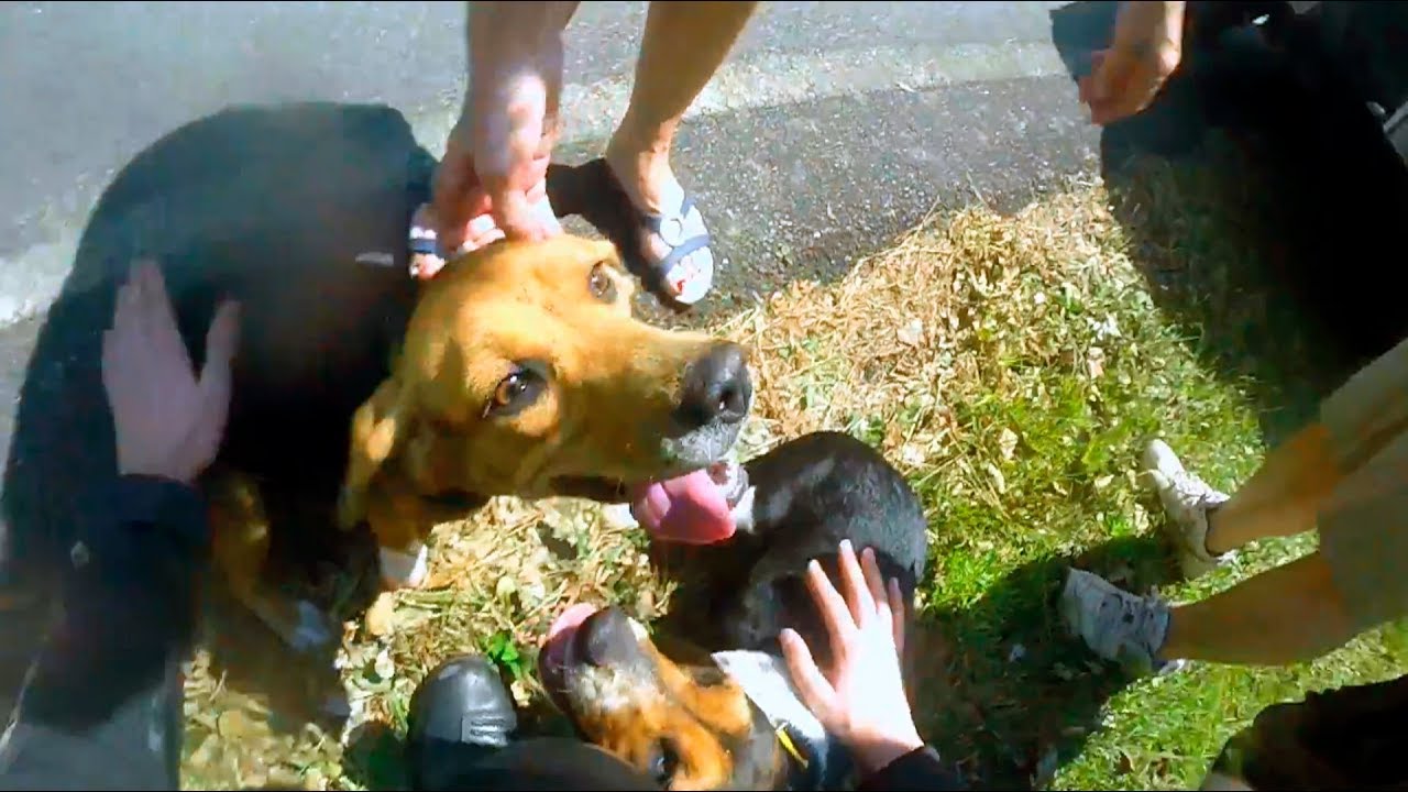 BIKERS ARE NICE | Bikers Helping People & Animals | [Ep.#9] - YouTube