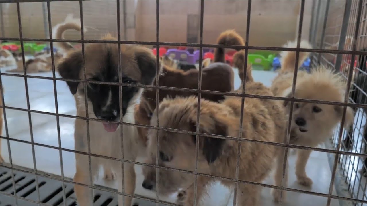 How to Protect Animals: A Comprehensive Guide - YouTube