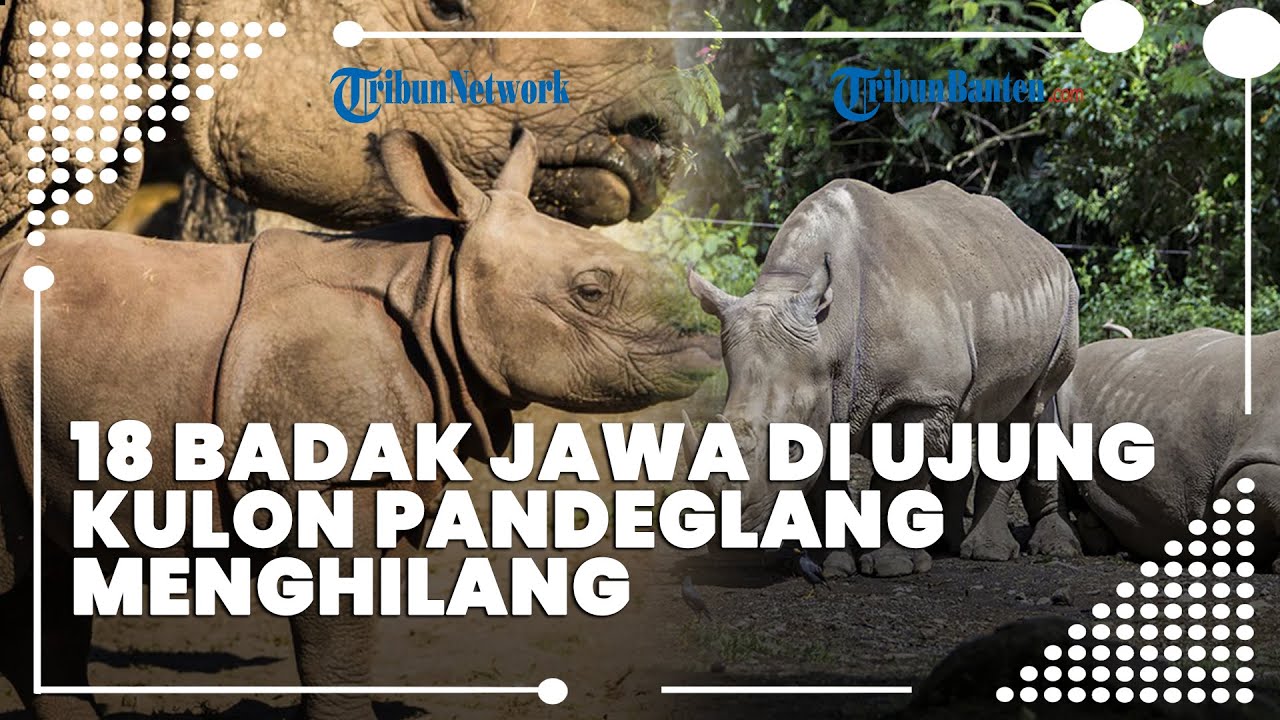 Banyak Perburuan Liar, 18 Badak Jawa di Ujung Kulon Pandeglang ...