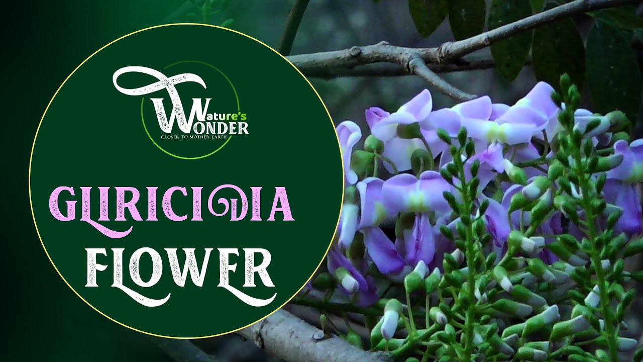 gliricidia flower | beautiful pink flower blooms in winter in India ...
