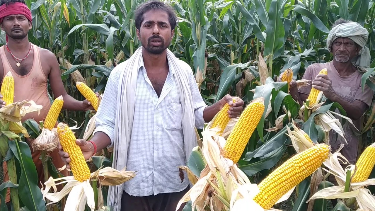 Dekalb 9165 Bayer crop science Ltd - YouTube