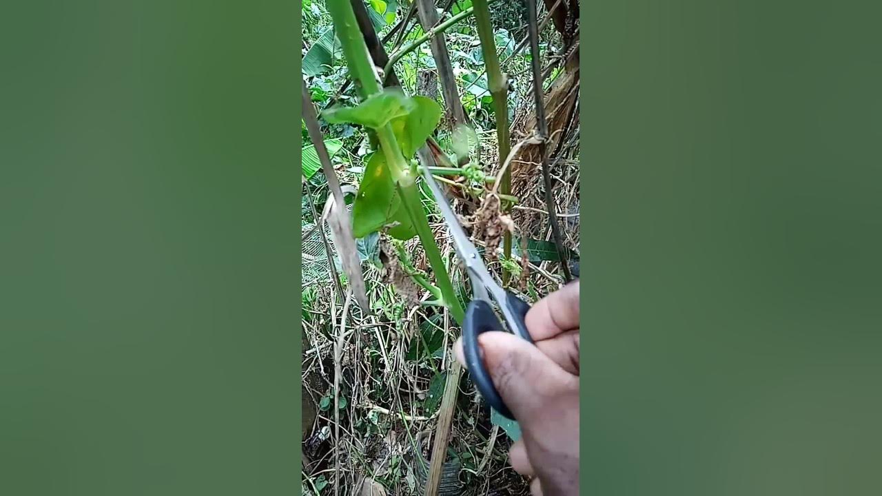Prune cho cho plant - YouTube
