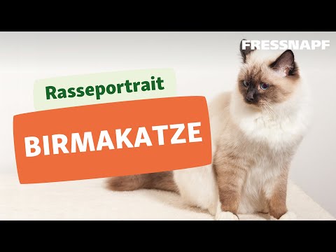 Rasseportrait:  Heilige Birma Katze