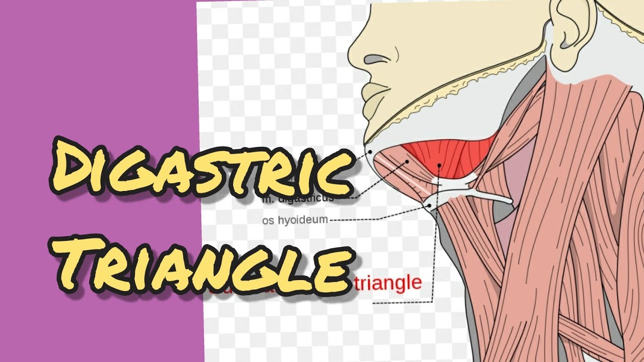 Digastric Triangle - YouTube